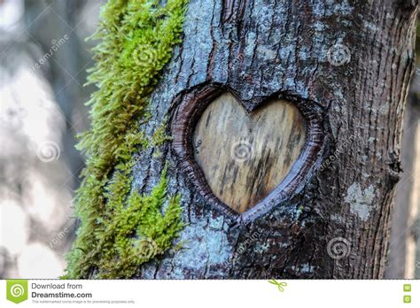 Tree Heart Love Heart Carved In An Old Tree Sponsored Heart Tree Carved Tree Love