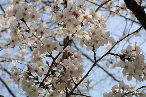 来南京鸡鸣寺看樱花啊 知乎