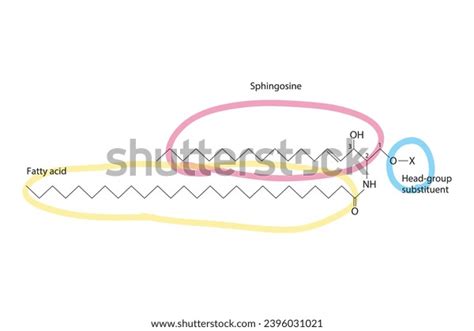 Diagram Showing Schematic Molecular Structure Sphingolipid Stock Vector Royalty Free