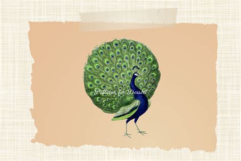 Vintage Peacock Clip Art By Patterns For Dessert Thehungryjpeg