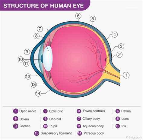 Structure Of The Human Eye Detailed Anatomy With Diagrams Testbook