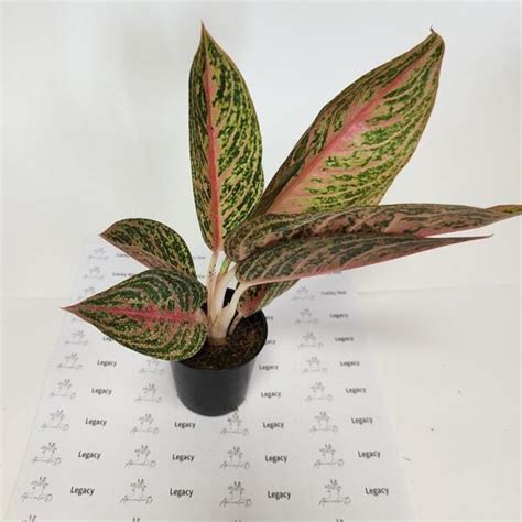 Аглаонема LEGACY – купить за 1 400 ₽ | ADENIUMLAND