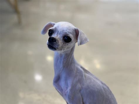 말티즈 사랑 미니푸들무료분양 미니먼치킨무료분양 미니랙돌무료분양 미니브리티쉬숏헤어무료분양 미니스코티쉬폴드무료분양 미니러시안블루무료분양 미니강아지무료분양 미니고양이무료분양 미니