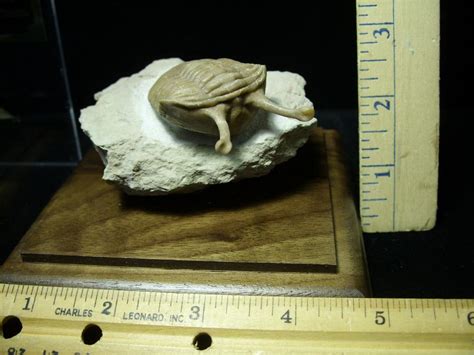 Asaphus Kowalewski Trilobite 030420r The Stones And Bones Collection