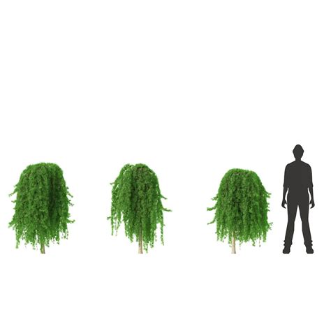 Larix Kaempferi Stiff Weeper 3d Turbosquid 1976768