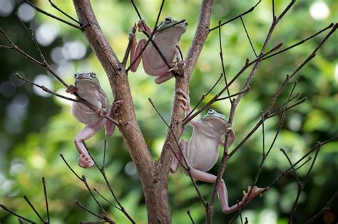 Premium Photo The Australian Green Tree Frog Or Dumpy Tree Frog With Natural And Colorful
