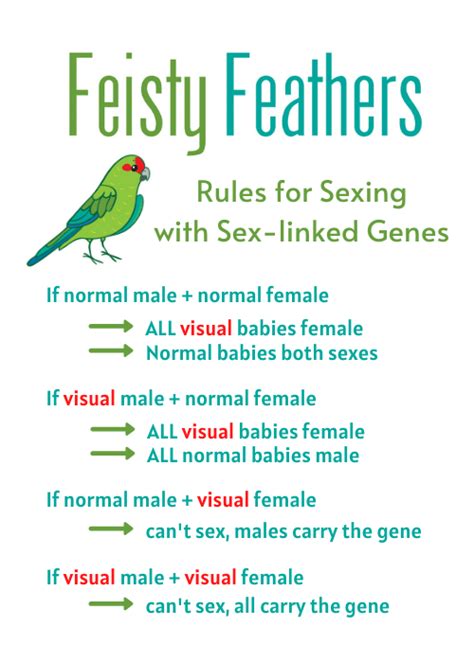 Sex Linked Genes Feisty Feathers