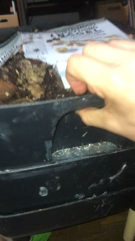 A Two Tiered Vermicomposting Setup In Action Rmildlycreepy