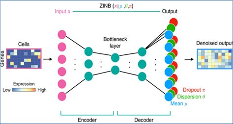 Single Cell RNA Seq Denoising Using A Deep Count Autoencoder RNA Seq Blog