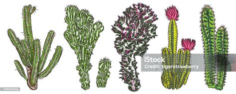 이국적인 선인장 Succulents 설정합니다 다른 선인장과 선인장 그리기 스타일 색상 자연 스러운 손 사막 식물을 그리기입니다