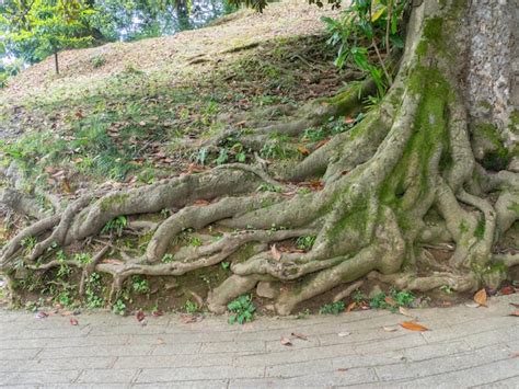 Premium Photo A Huge Old Tree With Intertwining Roots Powerful Root