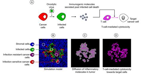Modeling The Effects Of The Immune Response To Oncolytic Virotherapy Research Communities By