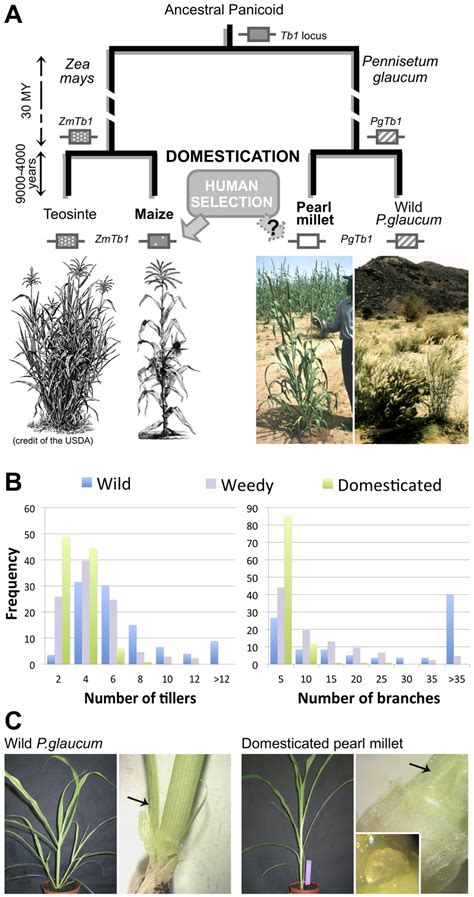 Hypothesis Of Parallel Genetic Evolution At The Tb1 Locus For The