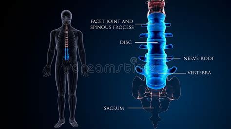 3d иллюстрация частей тела человека Иллюстрация штока иллюстрации насчитывающей бескостные
