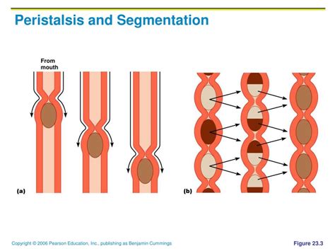 Ppt Digestive System Overview Powerpoint Presentation Free Download Id 6599957