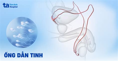 Ống dẫn tinh Vị trí cấu tạo và vai trò đối với cơ thể nam giới