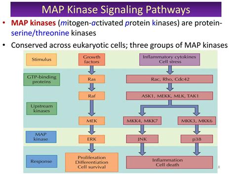 Ppt Cell Signaling Ii Signal Transduction Pathways Powerpoint Presentation Id 4116658