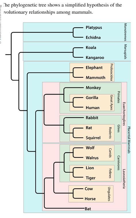 The Phylogenetic Tree Shows A Simplified Hypothesis