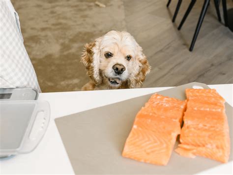 Hoeveel Zalmolie Mag Een Hond Per Dag