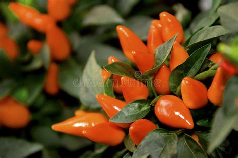 Isp Stock Image Image Of Model Computing Cable Internet 8028685