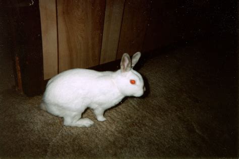 My Suspicious Rabbit Bruce Atchison Author