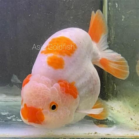 Jual Ranchu Lionchu Gen Jumbo Grade A Kualitas Terbaik Shopee Indonesia