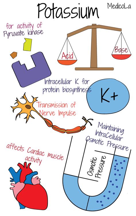 Potassium Biochemical Functions Medico La Geneeskunde Studie