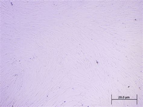 Inverted Microscope Photomicrograph Shows Morphological Characteristic