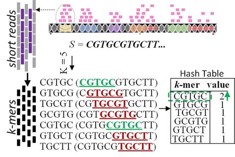 The Hash Table Generation Out Of K Mers Download Scientific Diagram