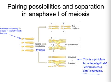 Euploidy And Aneuploidy Flashcards Quizlet
