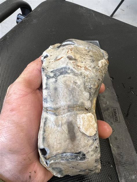 Id Flint Fossil R Fossilid