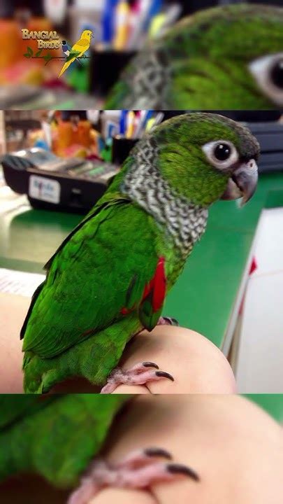 Black Capped Parakeet سیاہ ٹوپی والا طوطا ۔ Youtube