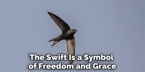 Swift Bird Spiritual Meaning Symbolism And Totem Explained