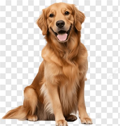 행복한 표정으로 앉아 있는 골든 리트리버 골든 리트리버 행복한 개 앉아있는 자세 Png 일러스트 및 이미지 에 대한 무료