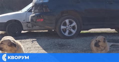 Агресивни безстопанствени кучета по пътя към Гробищния парк в Силистра тревожат гражданите