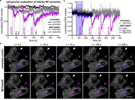 Spatiotemporal Control Over Mt Dynamics In 2d Cultured Hela Cells