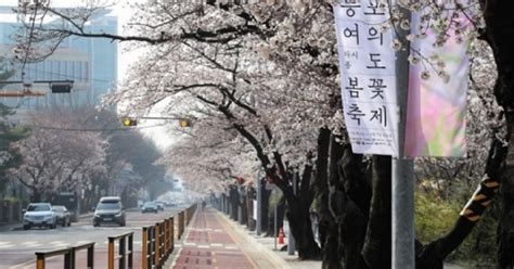 빠른 벚꽃 개화…여의서로 벚꽃길 교통통제 앞당긴다