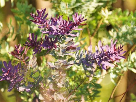 ギンヨウアカシア ミモザアカシア の花言葉と育て方フサアカシアとの違いは HORTI ホルティ by GreenSnap