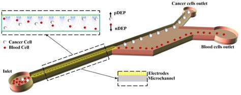 Figure 1 From Novel Microfluidic Device For The Continuous Separation Of Cancer Cells Using