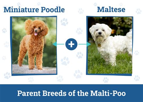 Adult Maltese Poodle