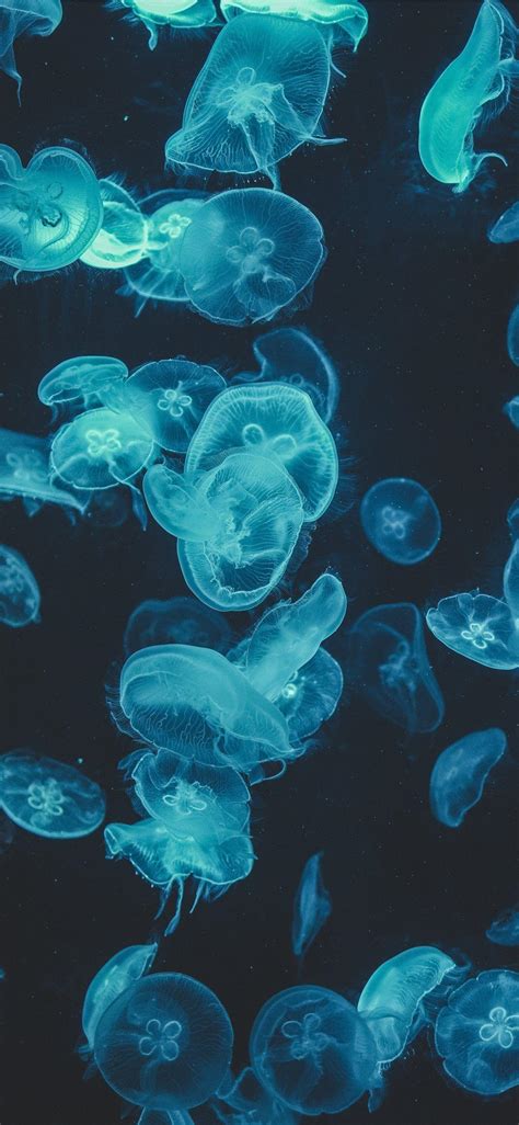 Jellyfish Live Wallpaper Iphone At Skye Fishbourne Blog