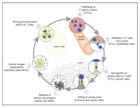 Can Lecture 13 Tumour Immunology Flashcards Quizlet