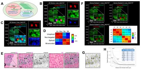 Microscopic Examination Of Spatial Transcriptome Using Seq Scope Abstract Europe Pmc