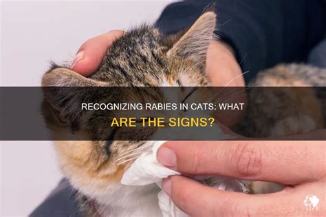 Recognizing Rabies In Cats What Are The Signs PetShun