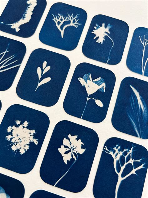 Original Cyanotype Mini Prints Collage Flowers And Seaweed Etsy
