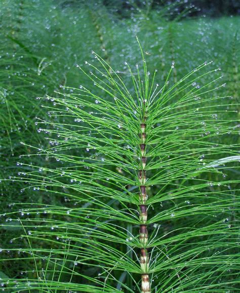 Horsetail Plant How To Grow And Uses Of The Horsetail Plant