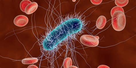 Bacterias Concepto Tipos Estructura Y Ejemplos