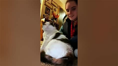 Cat Videocatcatfancycutecatnicecatfunny Youtube