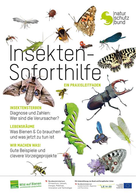 Wir Brauchen Die Insekten Jetzt Müssen Alle Handeln Naturschutzbund
