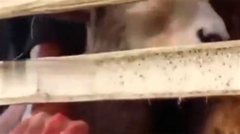 Viral Video Pria Bersetubuh Dengan Kambing Anunya Gak Bisa Lepas